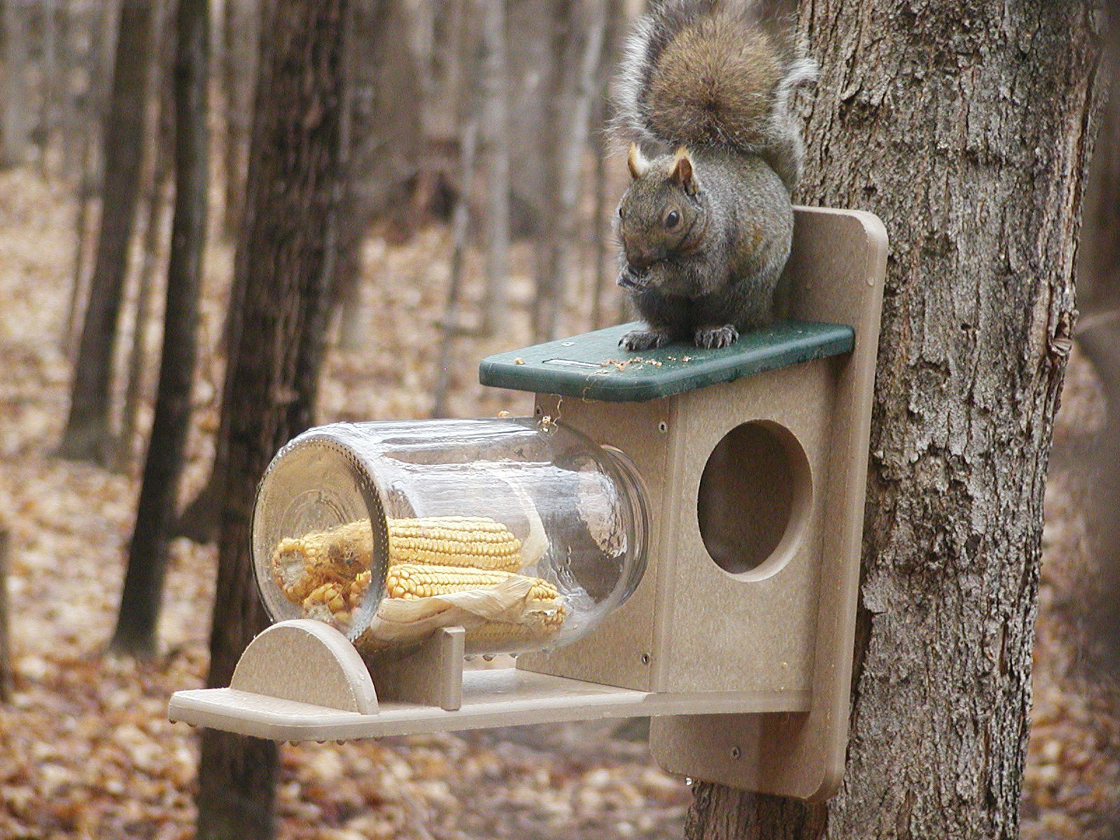 How To Make A Squirrel Feeder EBay