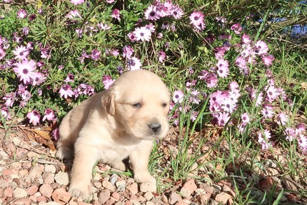 Canberra Region, ACT | Dogs & Puppies | Gumtree Australia Free Local ...