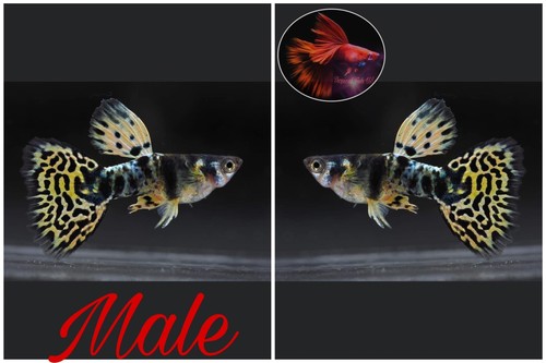 1 Trio - Premium Grade Live Guppy Fish Fancy Yellow Tiger King Cobra VIP USA | eBay