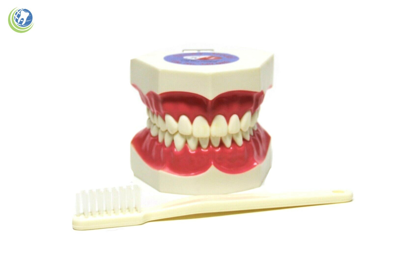 Teeth with Toothbrush Teaching Demo Model Over-sized Demonstration | eBay
