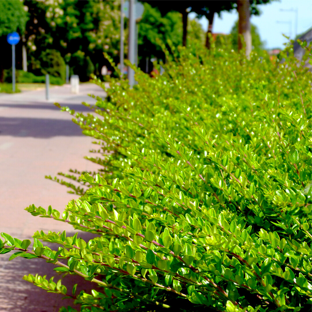 100 Lonicera Nitida Hedging Box Honeysuckle Tree Plants In 9cm Pots | eBay
