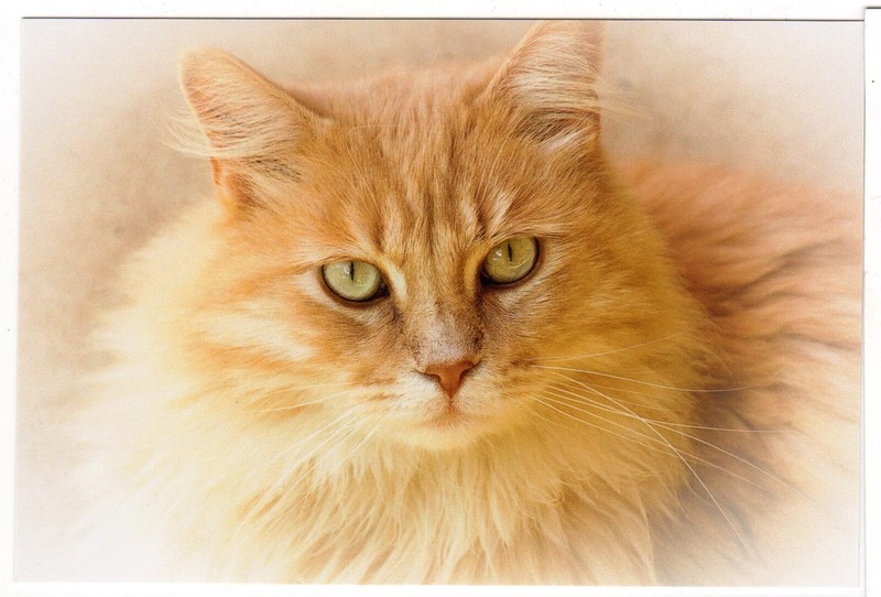 Georgous Long Haired Yellow Cat Modern Chrome Postcard | eBay