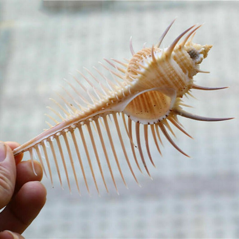 Natural Murex Pecten Shell Conch Coral Sea Snail Home Ornament Fish ...