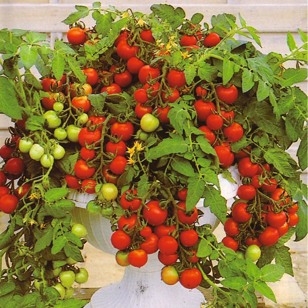 TOMATO MASKOTKA (TRAILING) 20 FINEST SEEDS | eBay
