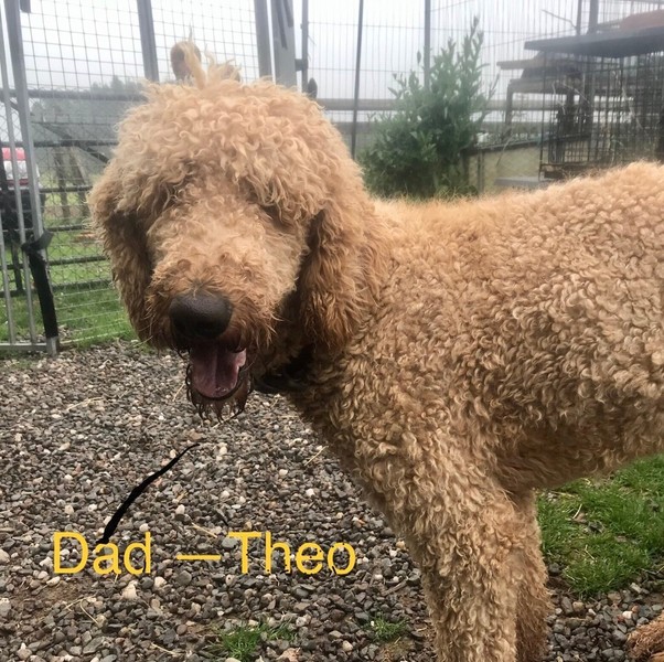 Labradoodles for sale in UK | 96 second-hand Labradoodles