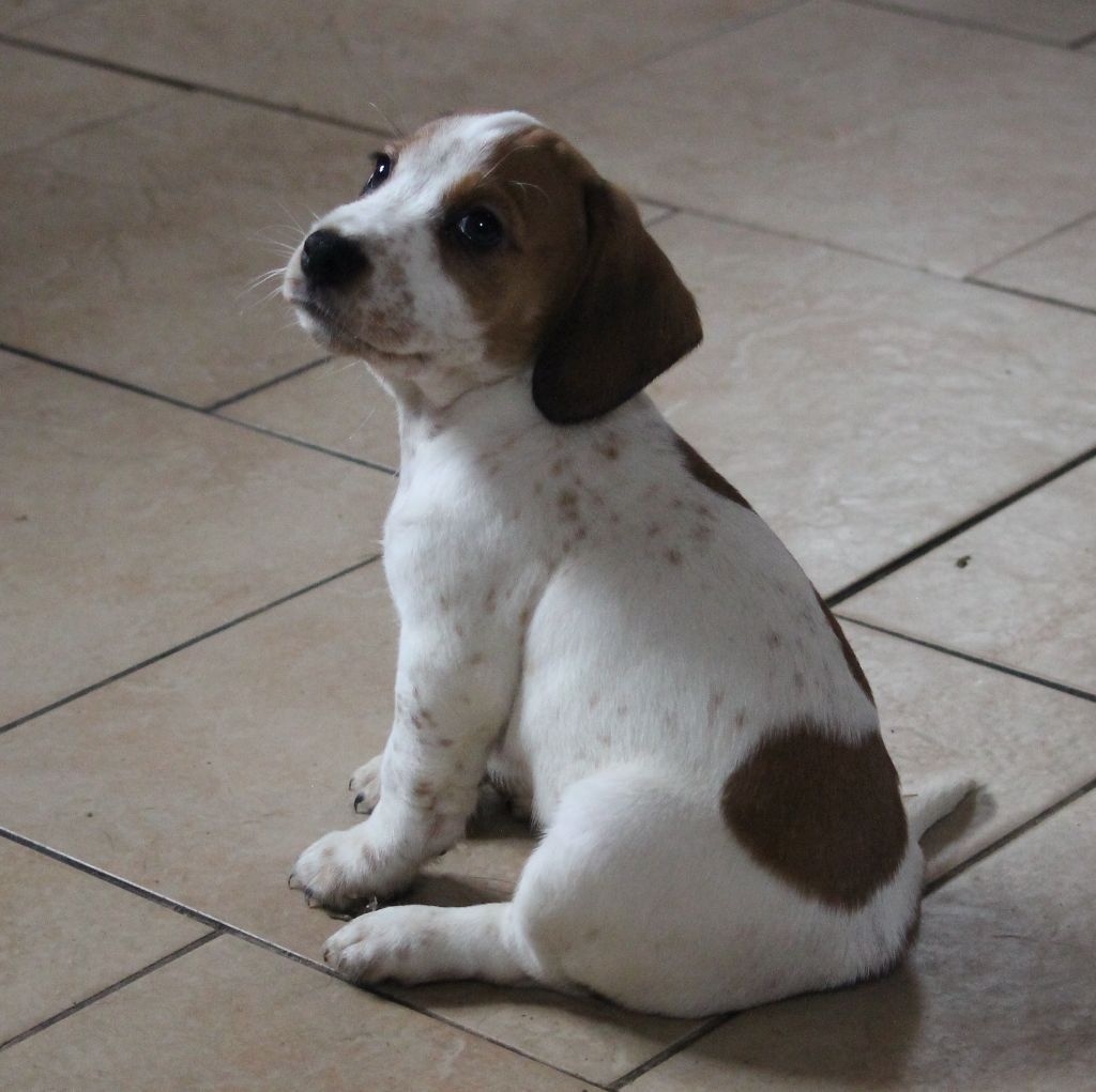Ideal Family Pet - Cocker/Cav Spaniel x Jack Russell Puppies | in ...
