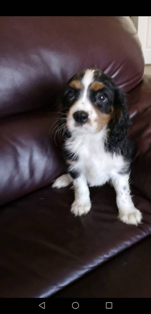 STUNNING TRI COLOURED MALE CAVAPOO | in Eastbourne, East Sussex | Gumtree