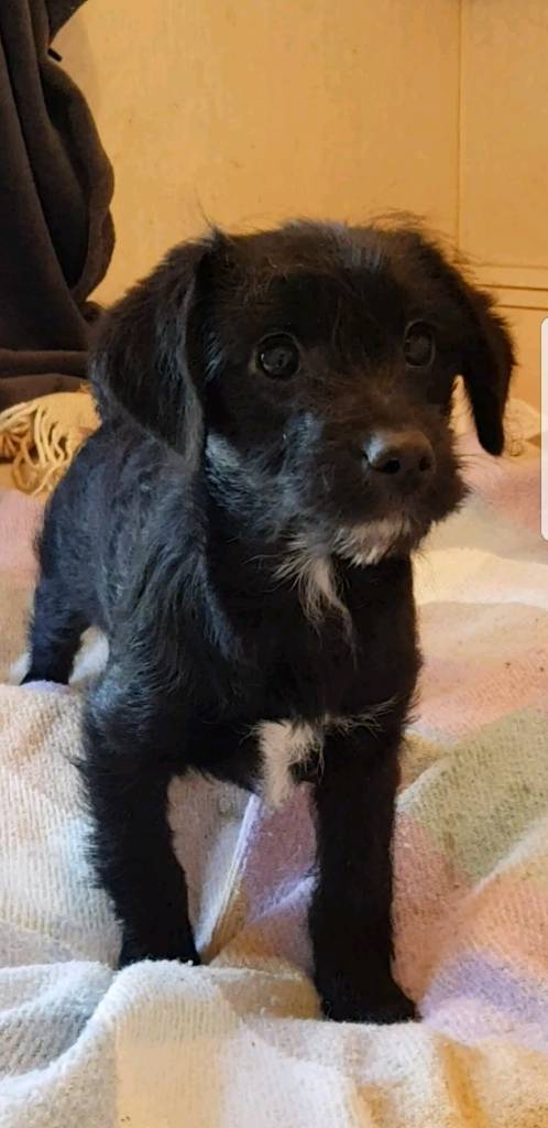 Jackapoo puppies for sale | in Tyldesley, Manchester | Gumtree