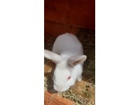 Pets - Gumtree