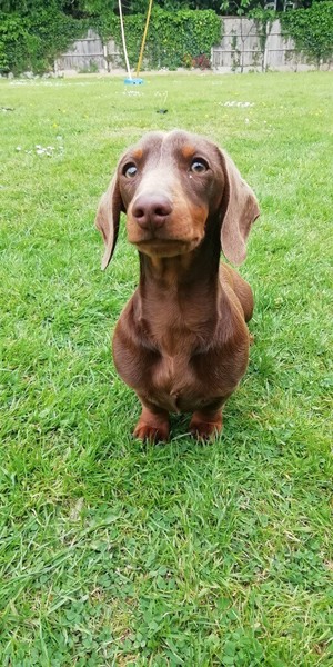 Sausage Dog for sale in UK | 88 second-hand Sausage Dogs