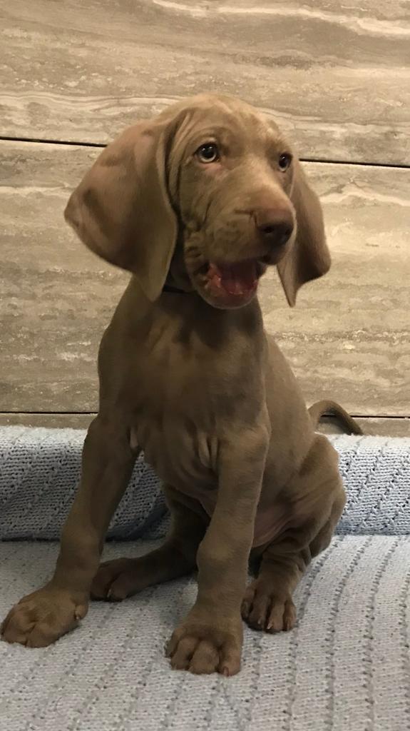 Weimaraner X Doberman Puppies Sale