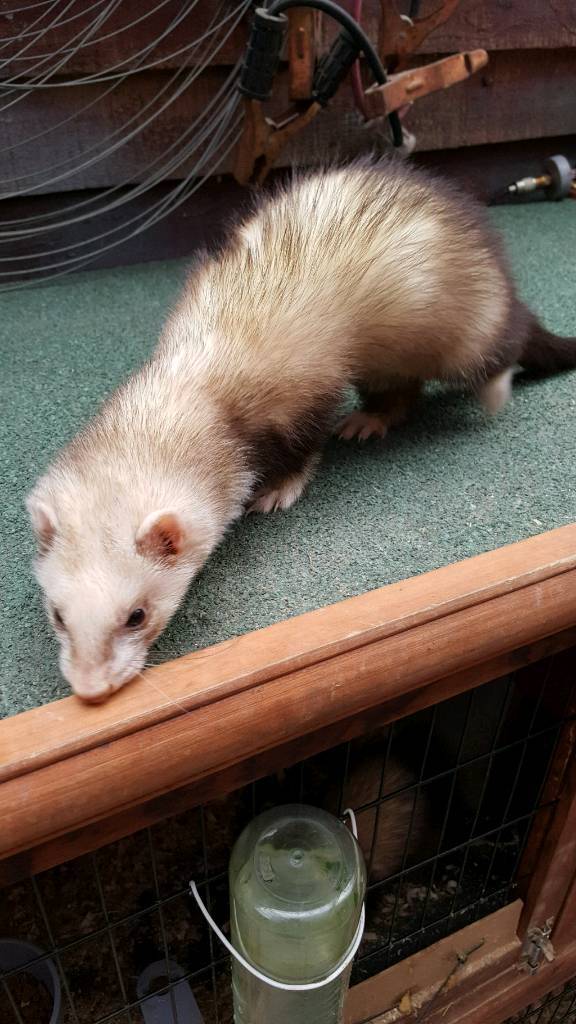 two-female-ferrets-for-sale-in-bicester-oxfordshire-gumtree
