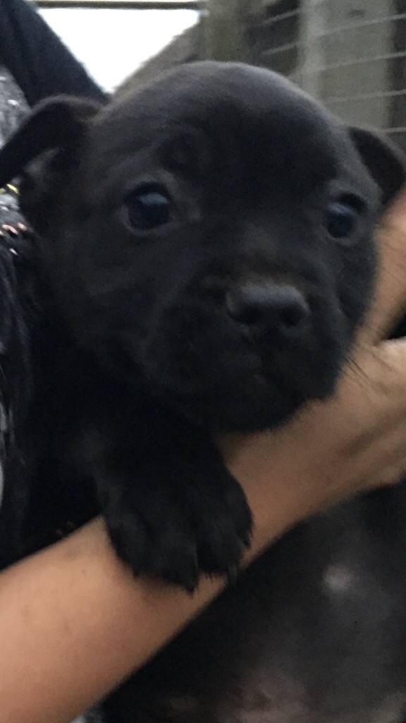 Blue Frenchie Cross With Chocolate Patterdale | in Castle Bromwich ...