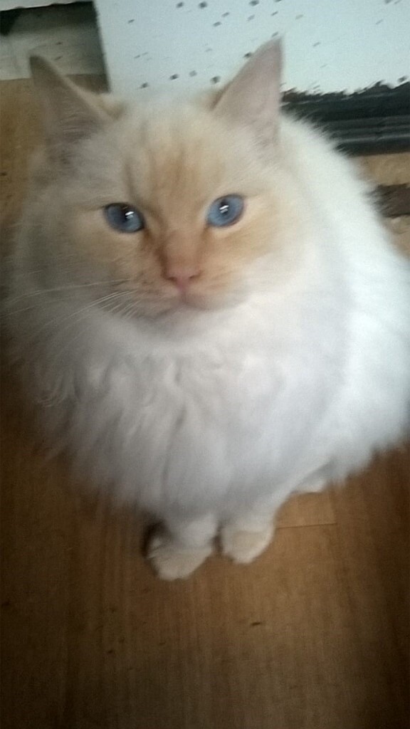 Blue eyed Birman Flame Point mature boy kitten needs a loving forever ...