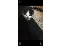 Pets - Gumtree