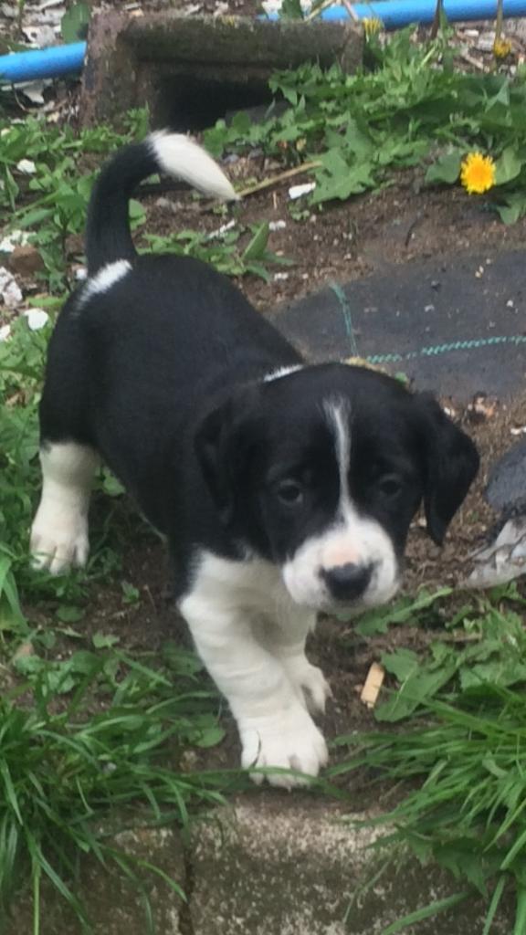 springer spaniel - border collie mix | in Dungannon, County Tyrone ...