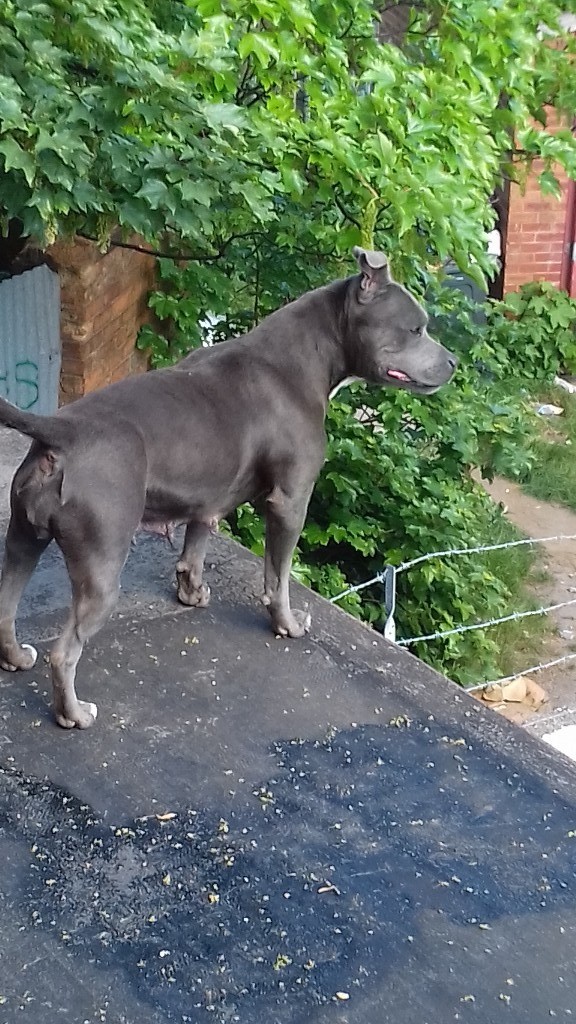 Blue staffy female | in Washwood Heath, West Midlands | Gumtree