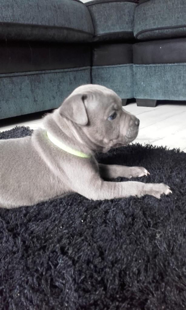 Stunning blue staff pups | in Londonderry, County Londonderry | Gumtree