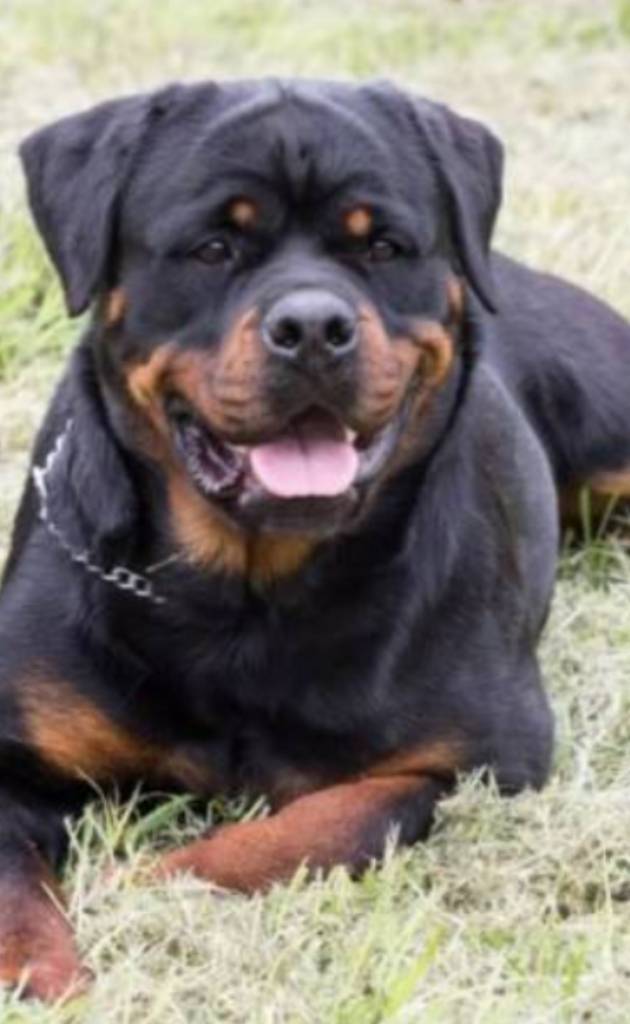 Male rotty 5 years old. | in Johnstone, Renfrewshire | Gumtree