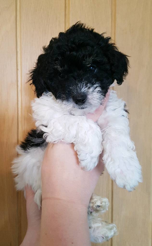jackapoo puppies | in Portsmouth, Hampshire | Gumtree