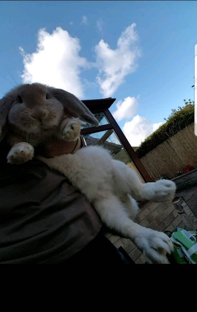 Giant French Lop