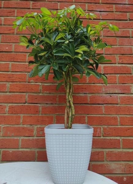 Umbrella Tree for sale in UK | 70 used Umbrella Trees