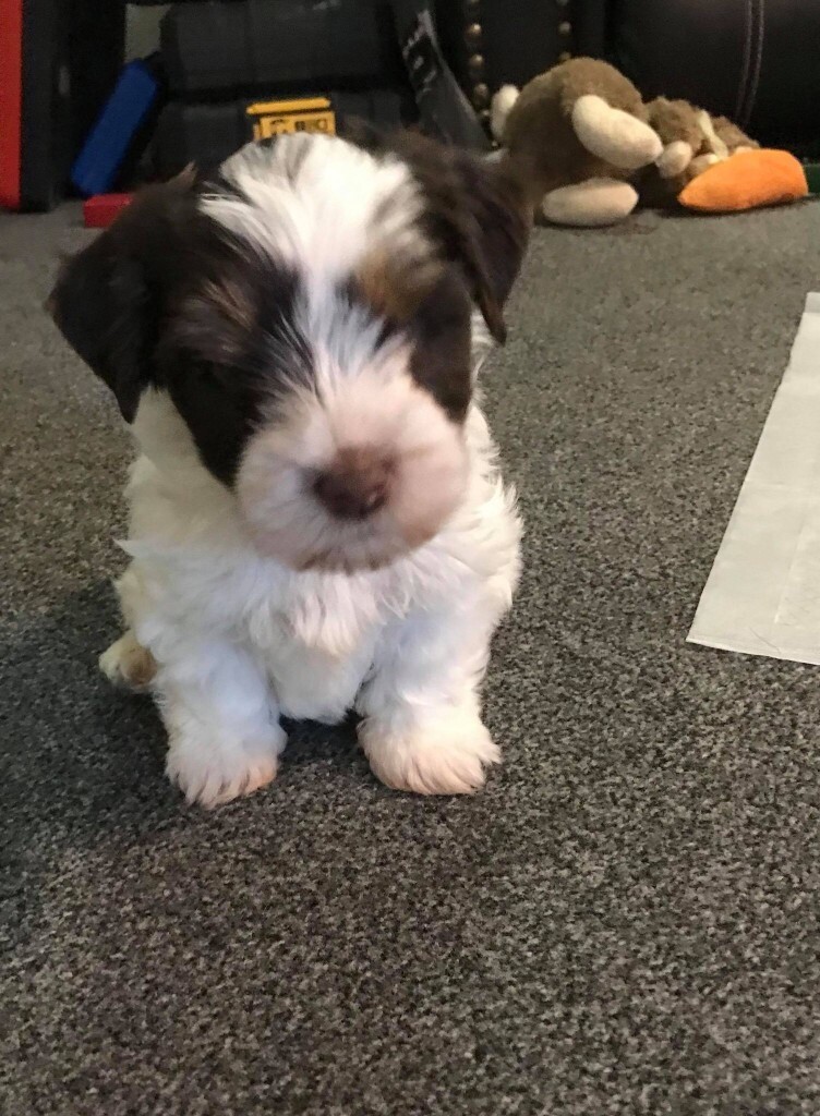 Biro Yorkshire Terriers **READY TO GO NOW** | in Caerphilly | Gumtree