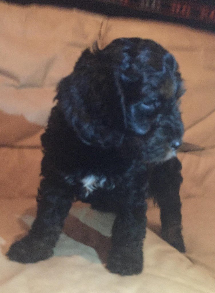 Cockapoo phantom puppies | in Newcastle, Tyne and Wear | Gumtree