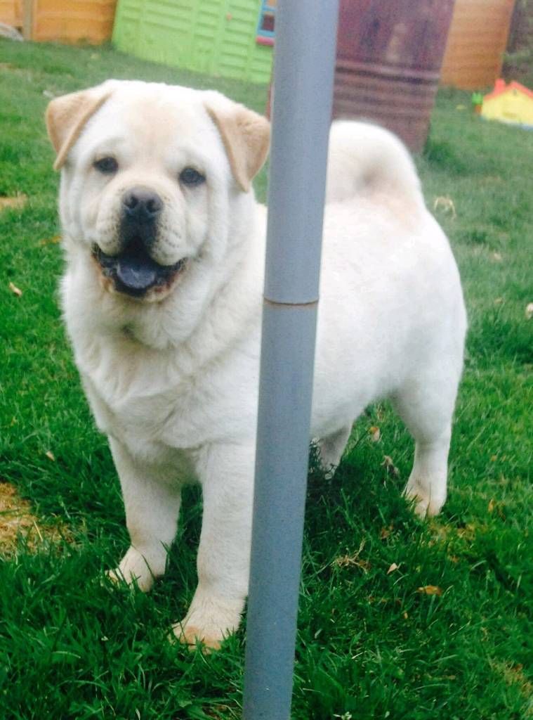 Chow chow cross pug | in Wellington, Somerset | Gumtree