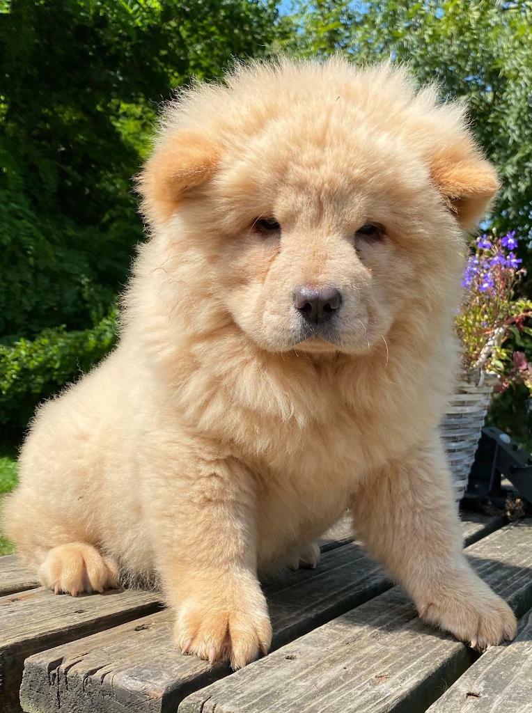 Stunning Chowski Puppies | in Weston-super-Mare, Somerset | Gumtree
