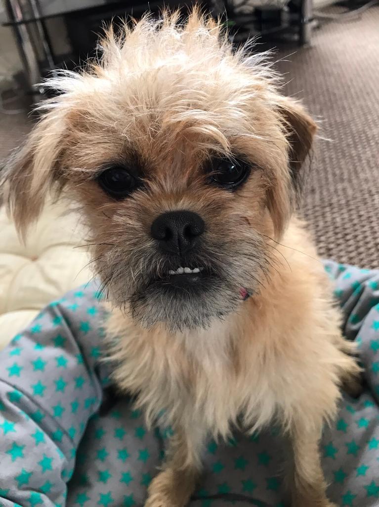 Pugapoo | in Kidderminster, Worcestershire | Gumtree