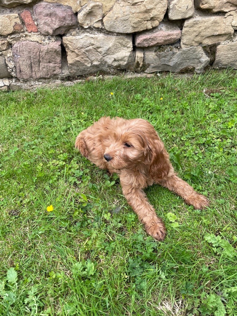 Beautiful Golden Cockapoo Puppies For Sale | in Bishop Auckland, County ...