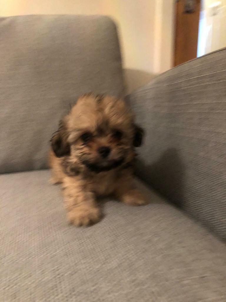 Shih Tzu Cross Chihuahua shichi | in Motherwell, North Lanarkshire ... Shih Tzu Cross Chihuahua shichi | in Motherwell, North Lanarkshire ...