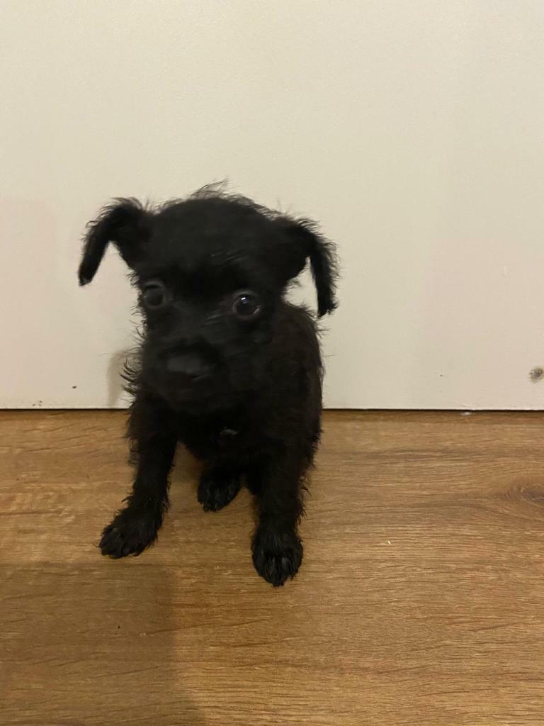 TOY POODLE cross MINIATURE PINSCHER. Mixed breed puppies Pinny Poos ...
