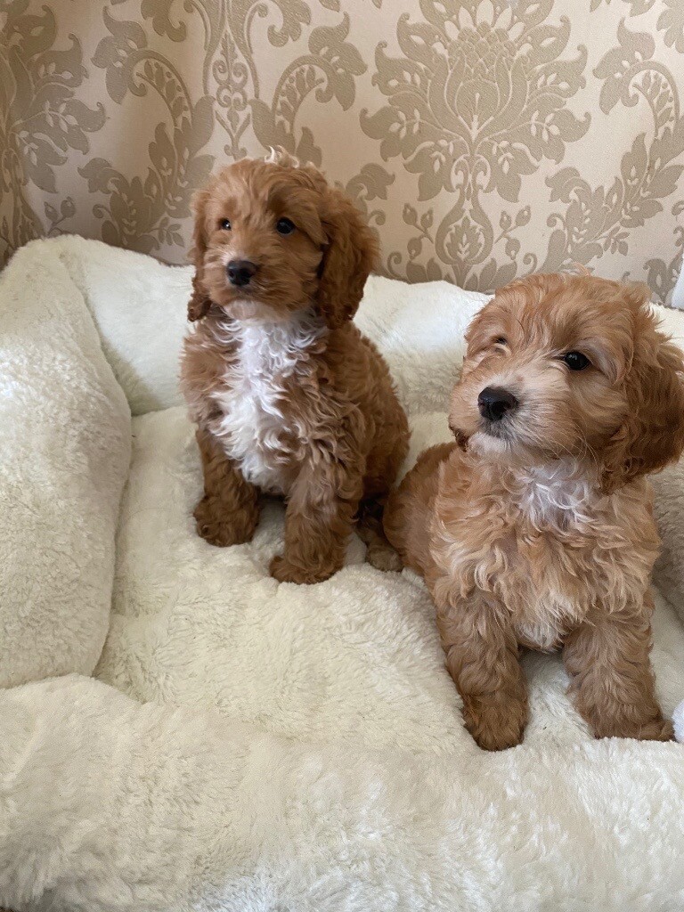 Gorgeous Cockapoo Puppies | in Bishop Auckland, County Durham | Gumtree