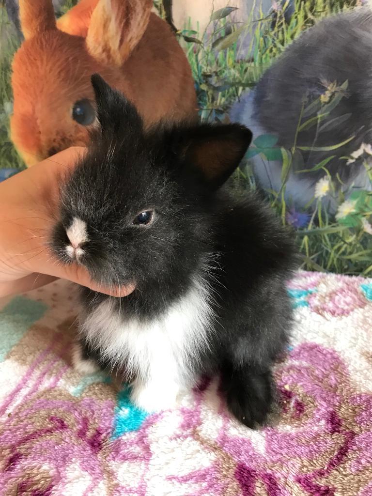 DOUBLE MANE LIONHEADS | in Abergavenny, Monmouthshire | Gumtree