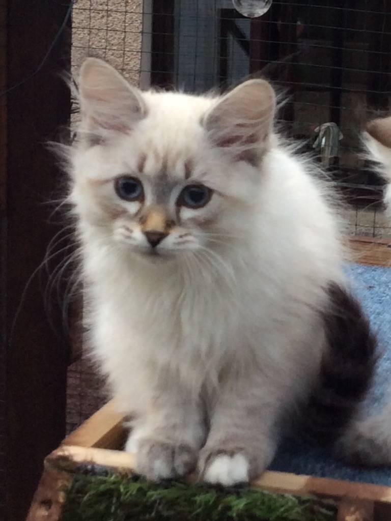 Siberian Neva Masquerade Kittens TICA registered | in Broughty Ferry ...