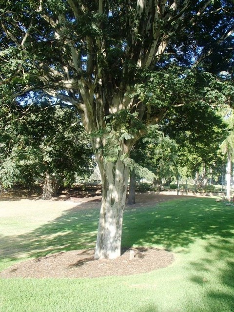 LEOPARD WOOD TREES IN GROWBAGS 4 SALE ONLINE AUSTRALIA | Plants ...