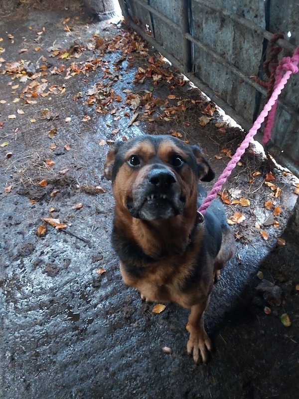 Rottweiler cross staff