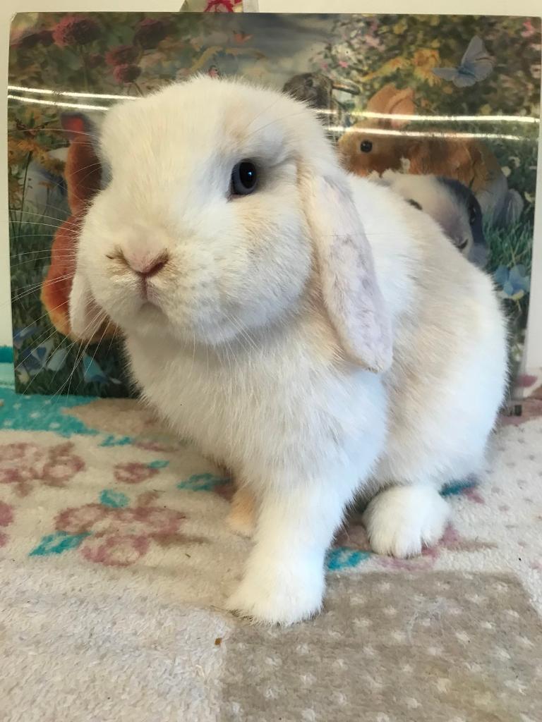 PEDIGREE MINI LOP AND DM MINI LION LOP DOES | in Abergavenny ...