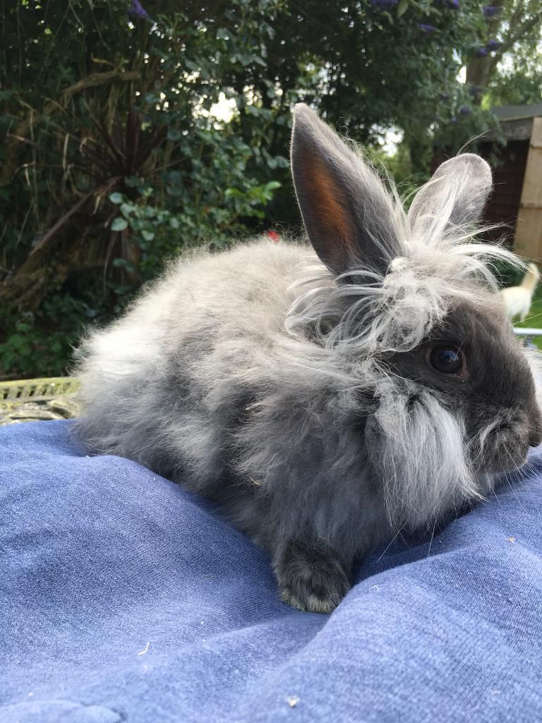 Beautiful Angora x lionhead buck rabbit baby bunny | in Norwich ...