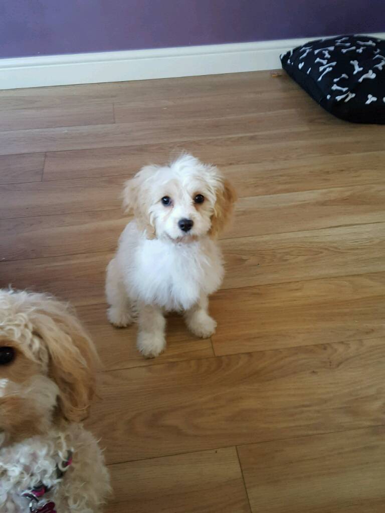 Cavapoo female 4 months old | in Orrell, Manchester | Gumtree