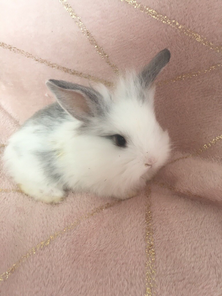 Mini lop x lion head baby rabbits | in Ellon, Aberdeenshire | Gumtree