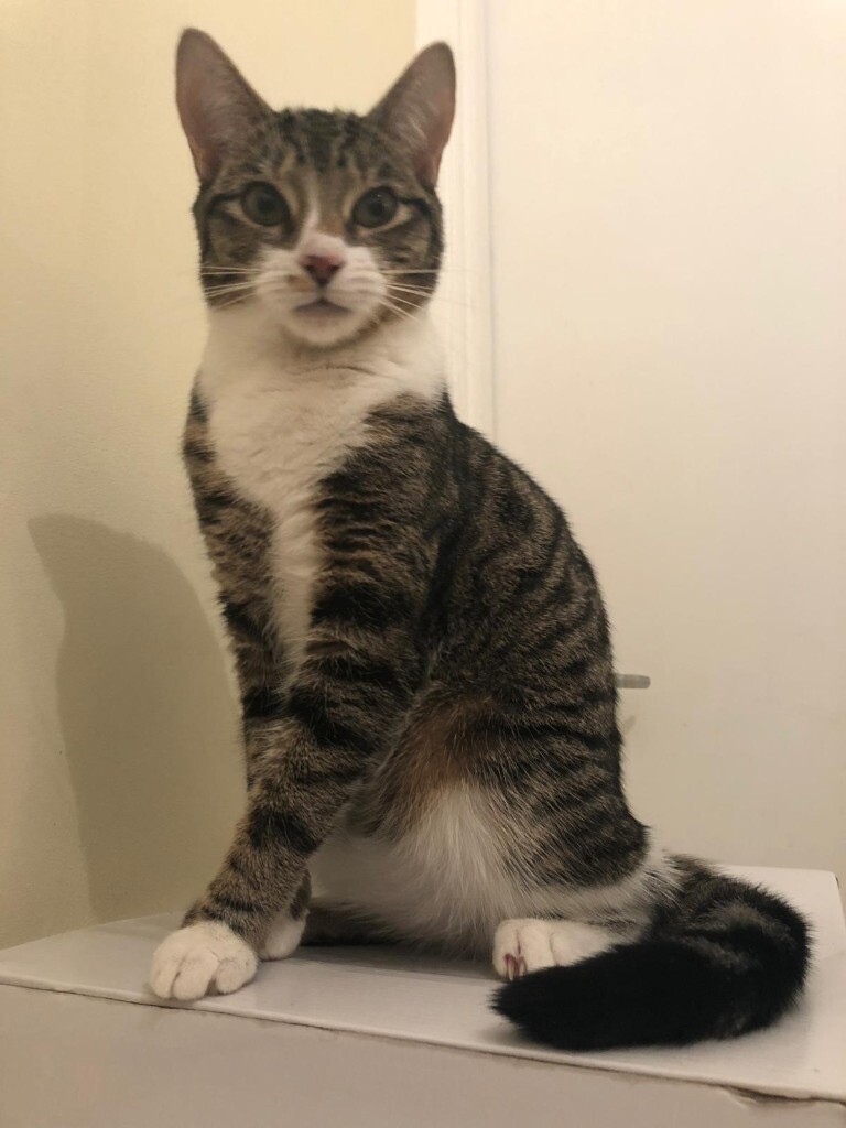 One Year Old Cats For Sale In Romford London Gumtree