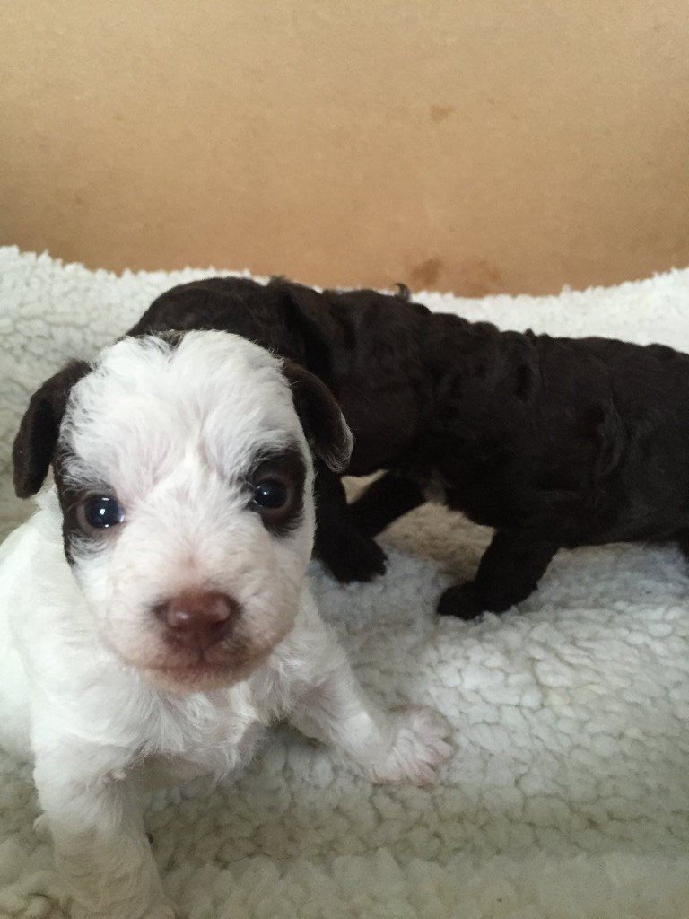 ONE LEFT!!!! Adorable Jackapoo puppies | in Newton Abbot, Devon | Gumtree