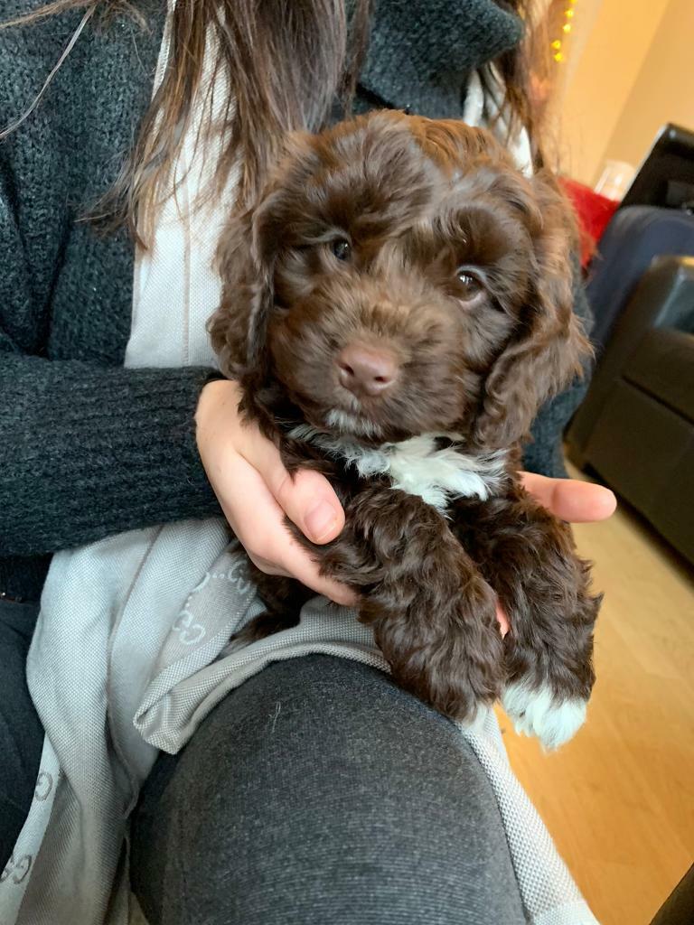 8 week old Male Cockapoo puppy LONDON | in Kingston, London | Gumtree