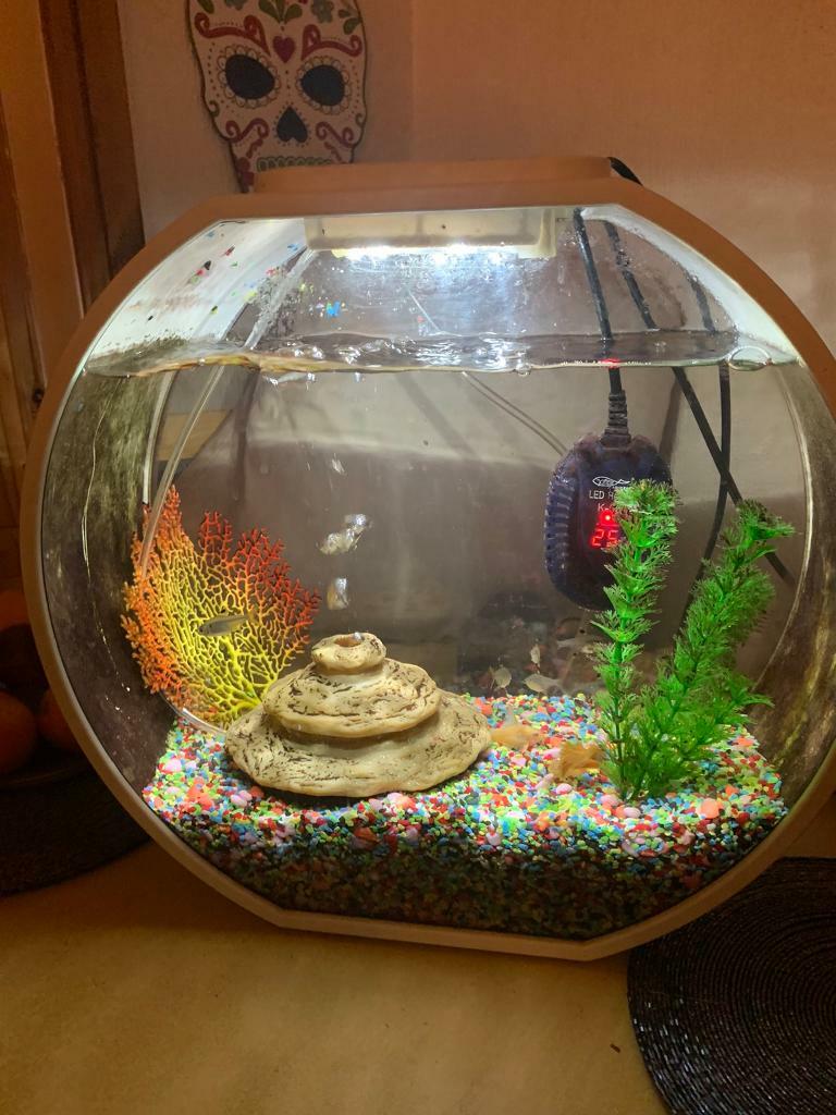 Fish R Fun Deco tank FULL SET UP | in Sandwell, West Midlands | Gumtree