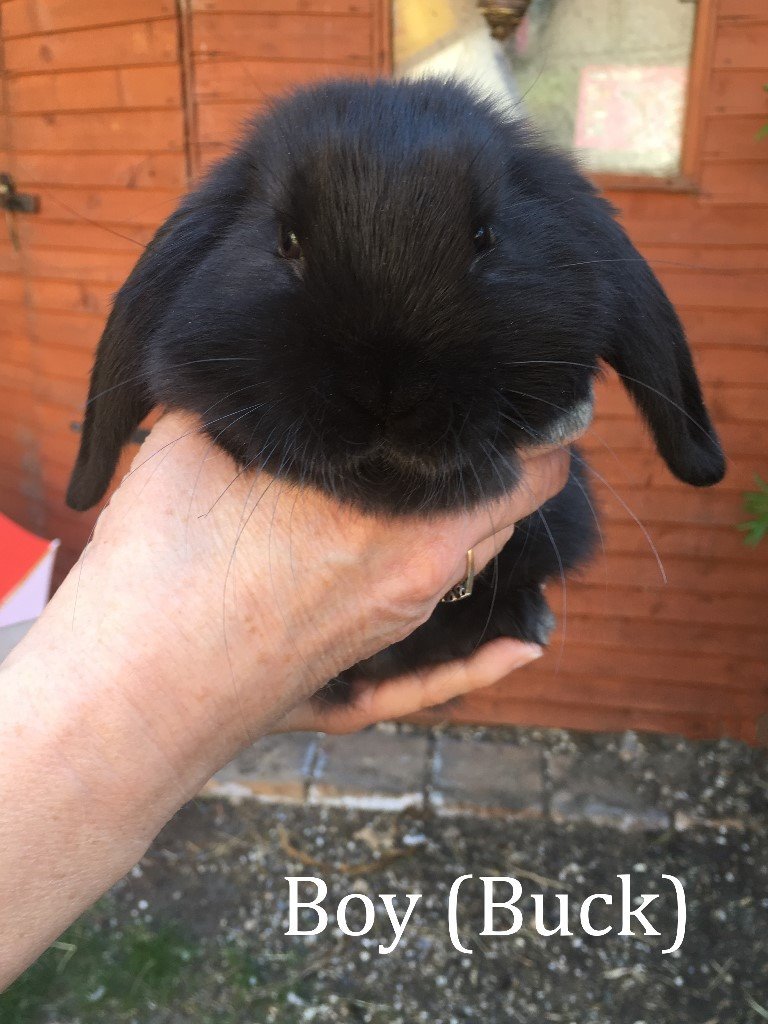 Mini lop x dwarf lop eared baby rabbits | in Basildon, Essex | Gumtree
