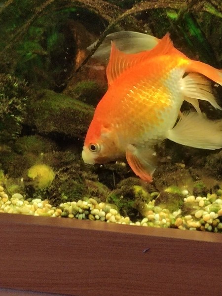 Fancy Goldfish for sale in UK | 54 used Fancy Goldfishs