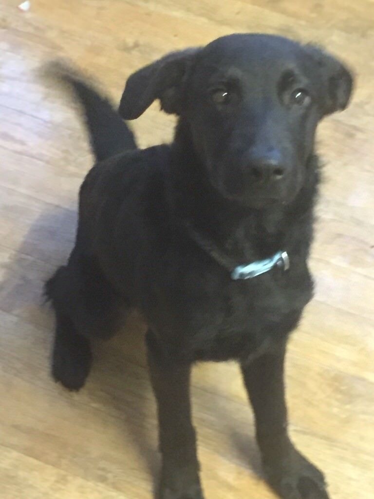 6 month old male German shepherd x lab | in Burton-on-Trent ... 6 month old male German shepherd x lab | in Burton-on-Trent ...